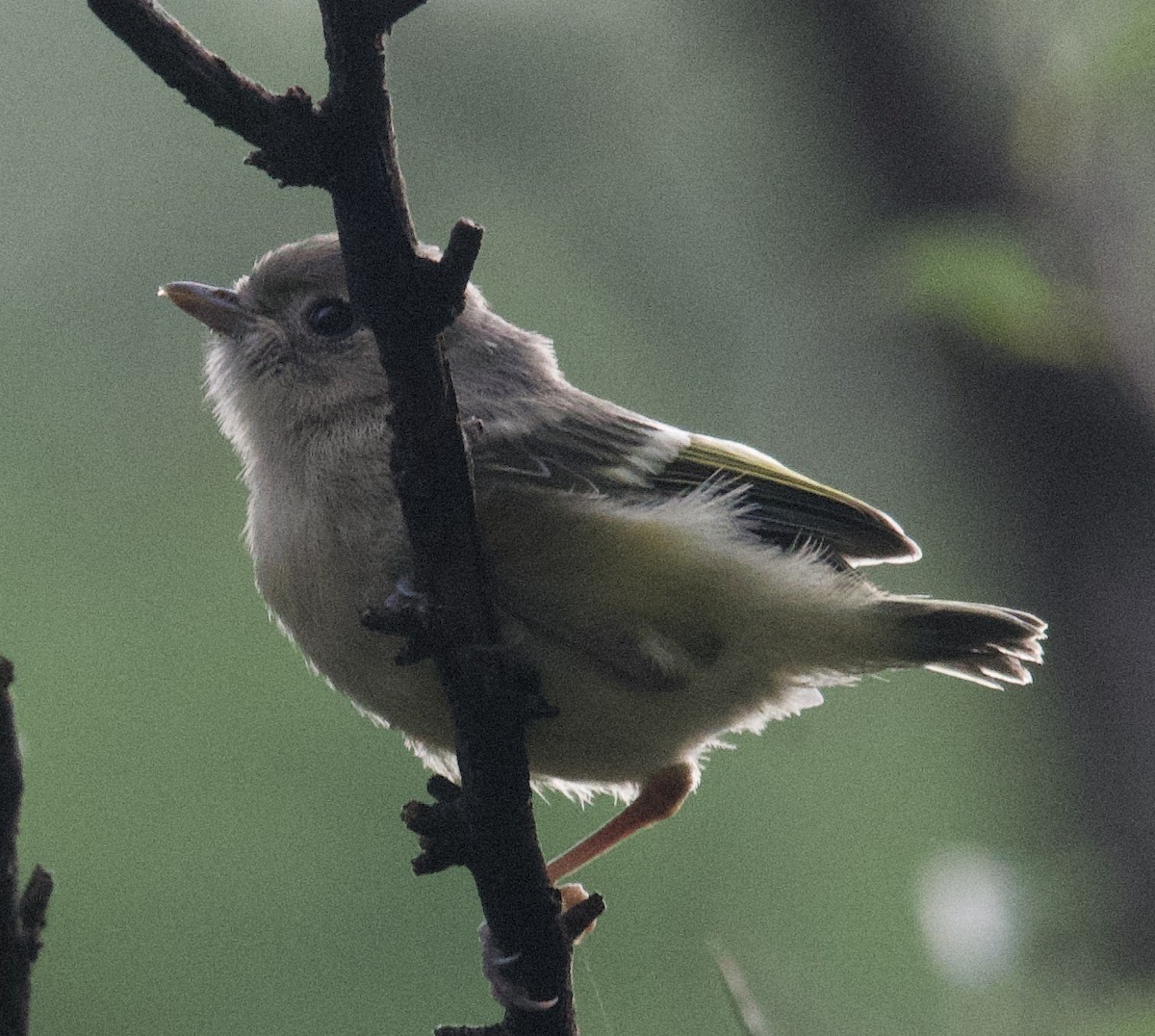 eBird Checklist - 31 Jul 2022 - Madera Canyon--Proctor Rd. - 13 species