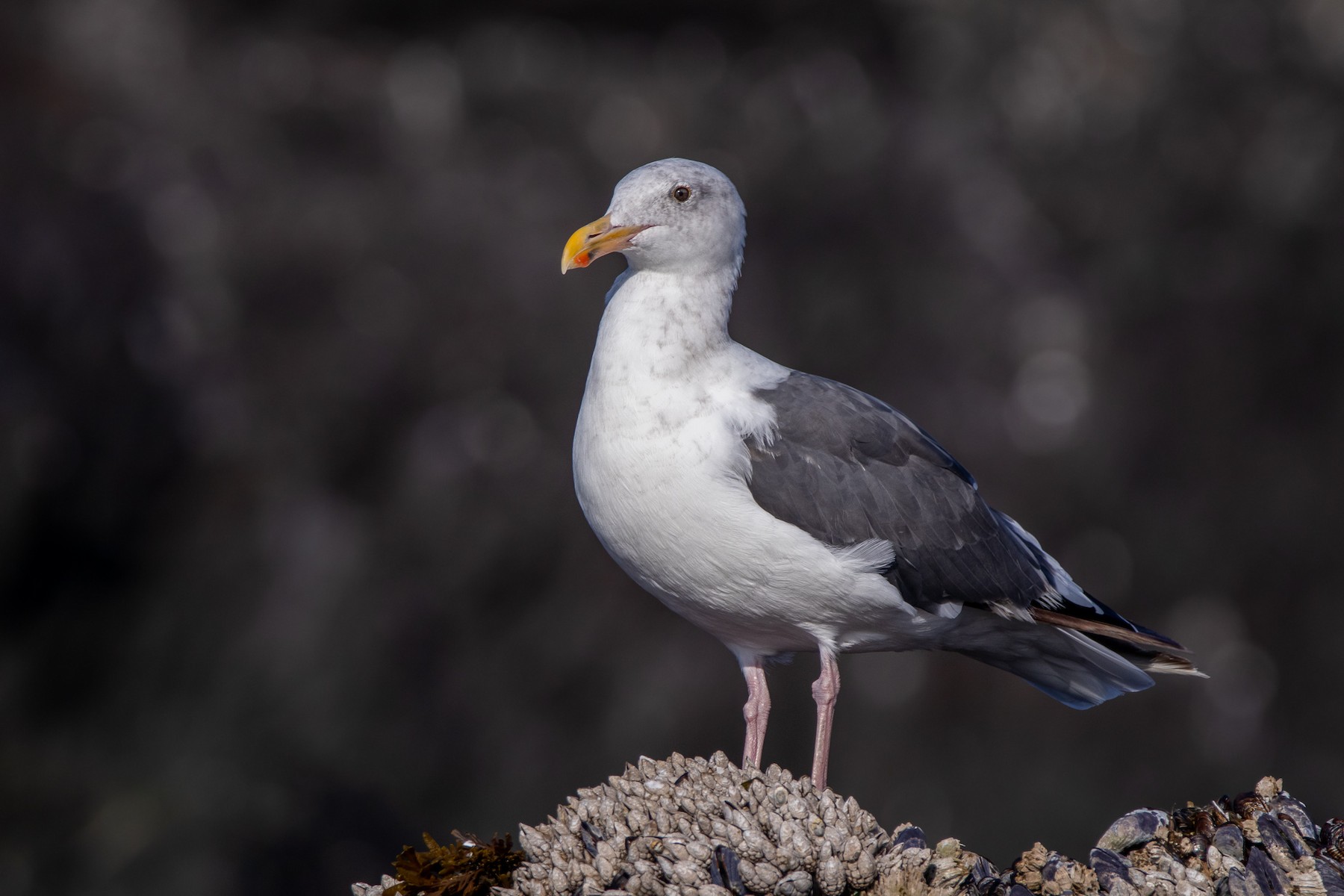 Western/Glaucous-winged Gull - eBird