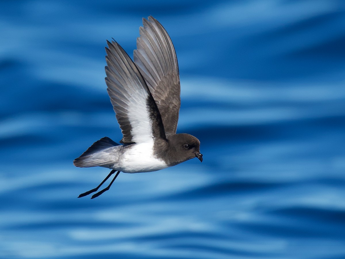 Gray-backed Storm-Petrel - Garrodia nereis - Birds of the World