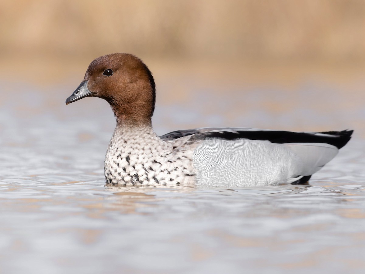 Maned Duck - Chenonetta jubata - Birds of the World