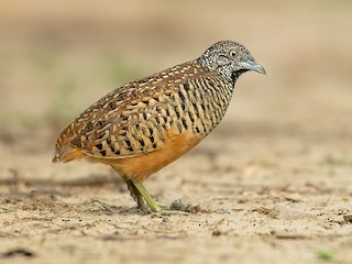 Barred Buttonquail - Turnix suscitator - Birds of the World