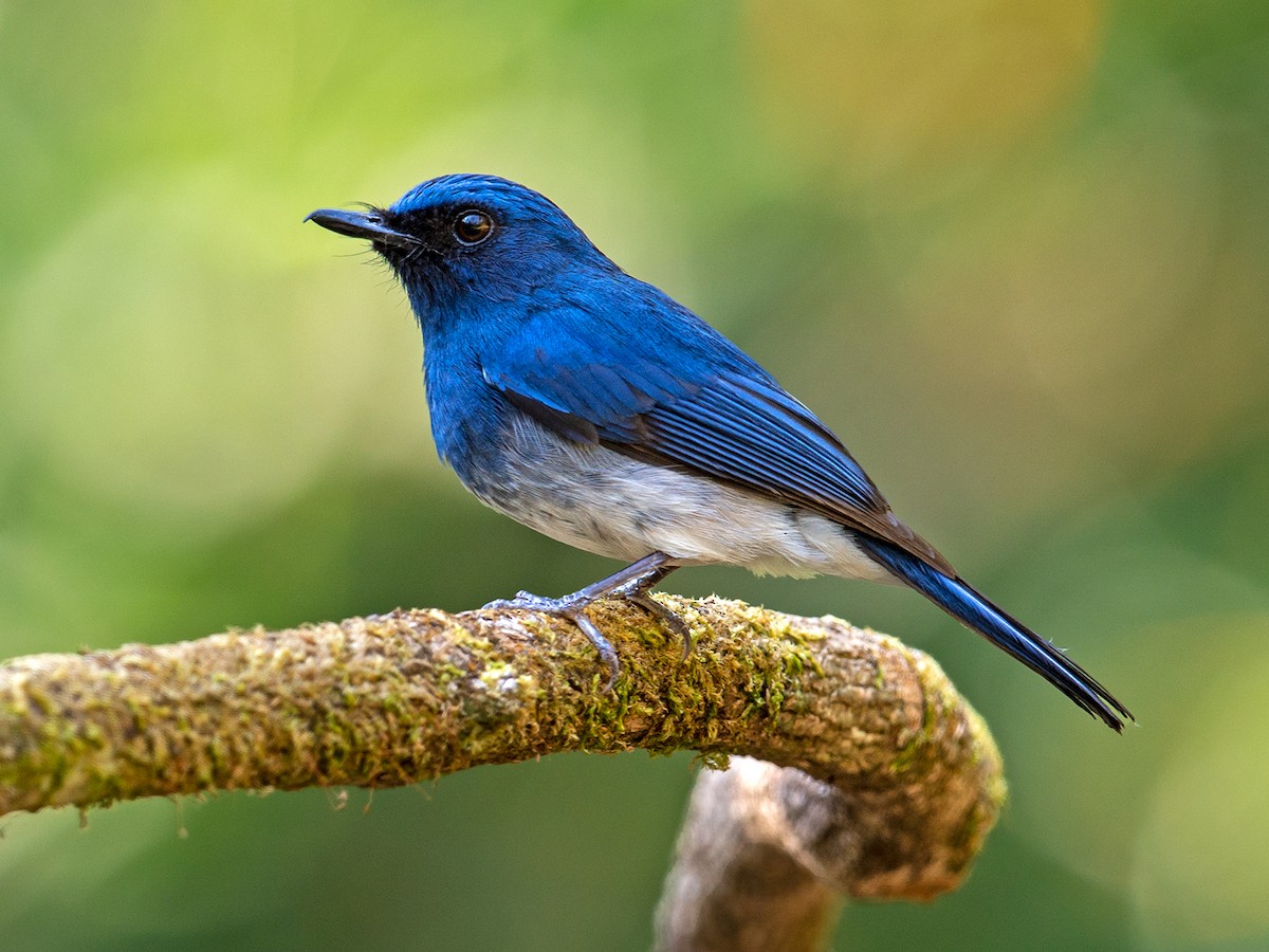 White-bellied Blue Flycatcher - Cyornis pallidipes - Birds of the World