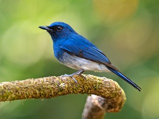 White-bellied Blue Flycatcher - Cyornis pallidipes - Birds of the World