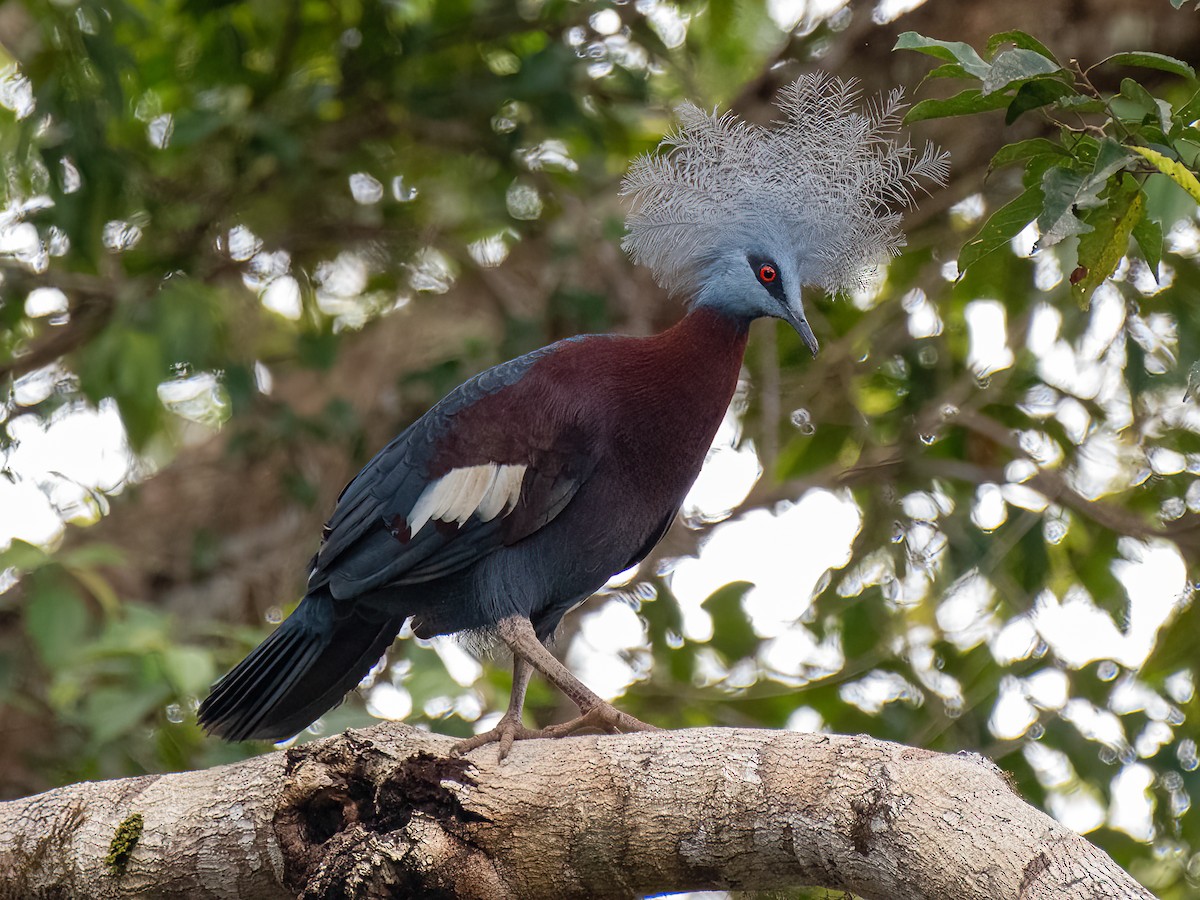 Sclater's Crowned-Pigeon - Goura sclaterii - Birds of the World