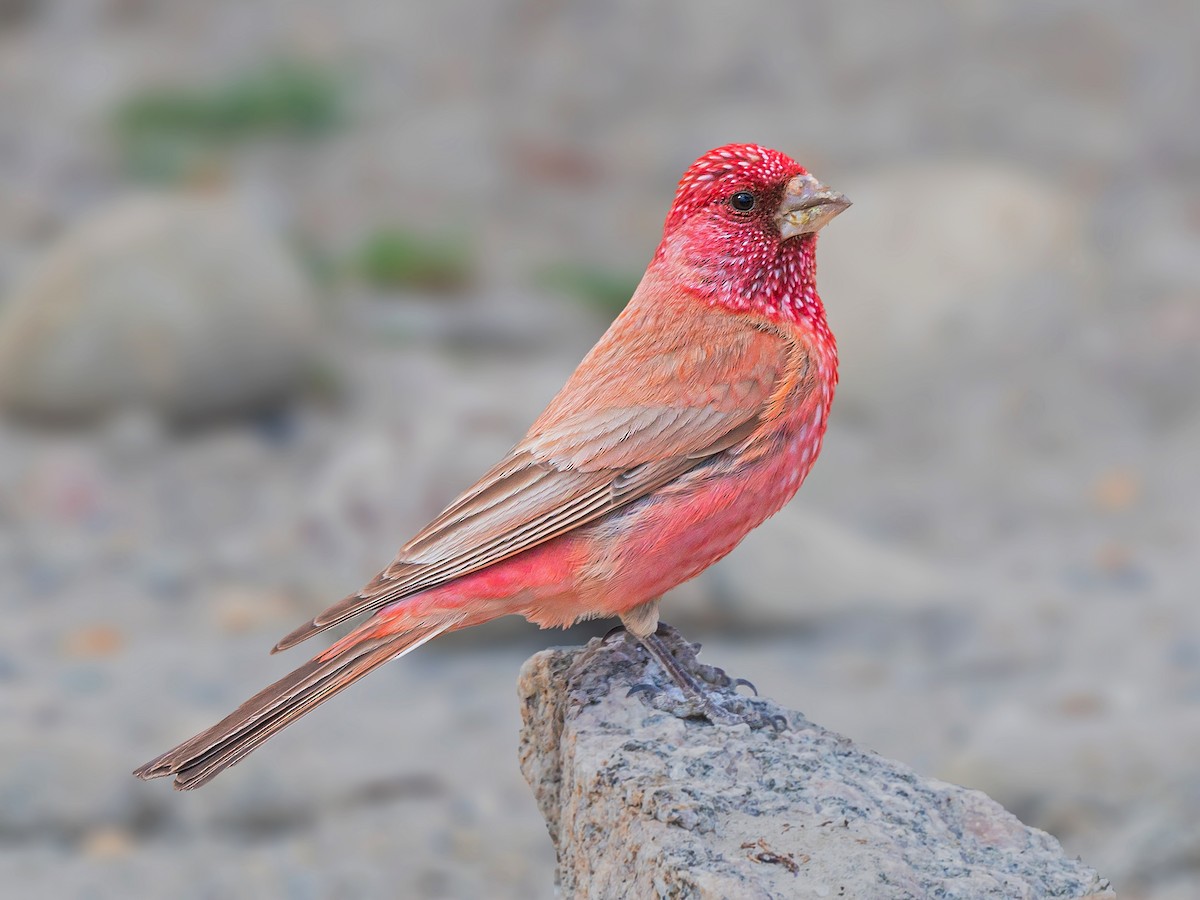 Great Rosefinch - Carpodacus rubicilla - Birds of the World