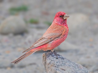 Great Rosefinch - Carpodacus rubicilla - Birds of the World