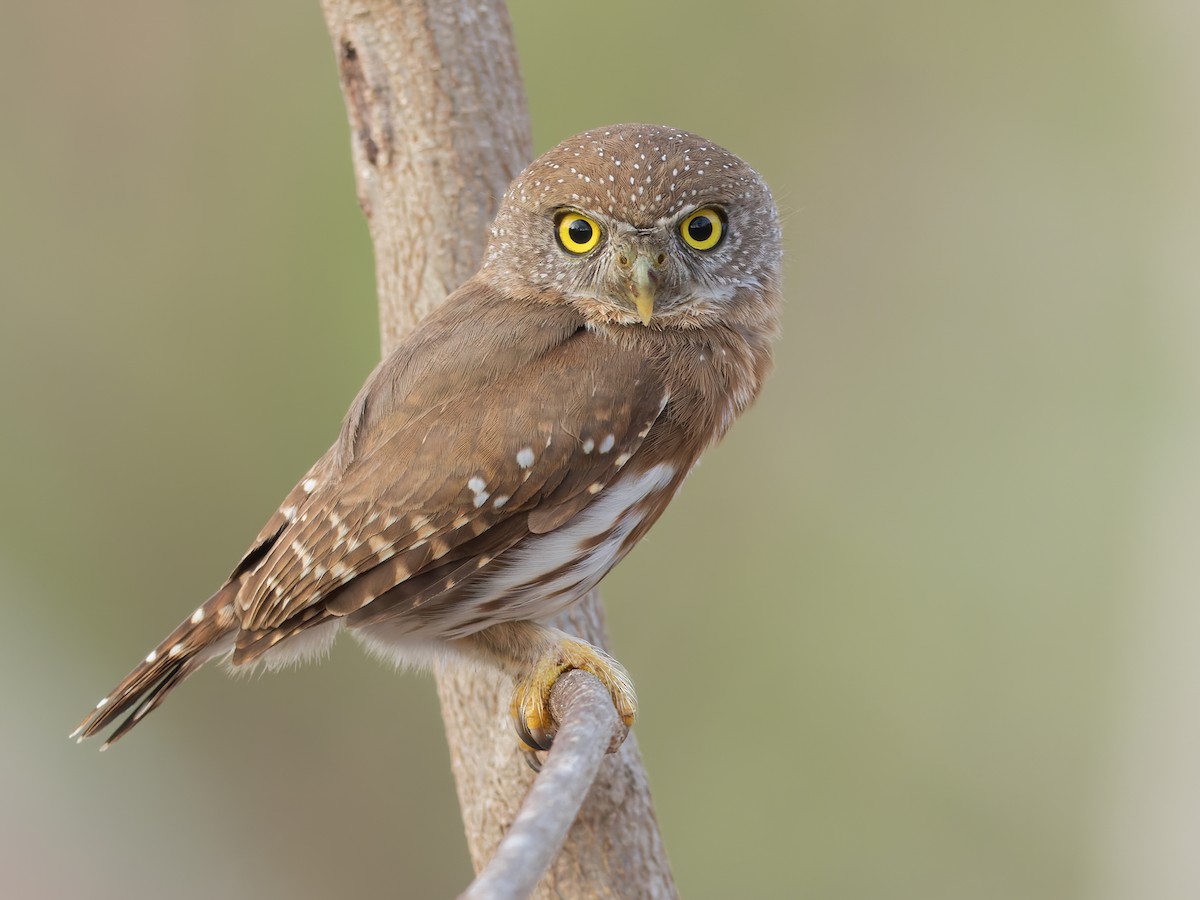 Colima Pygmy-Owl - Glaucidium palmarum - Birds of the World