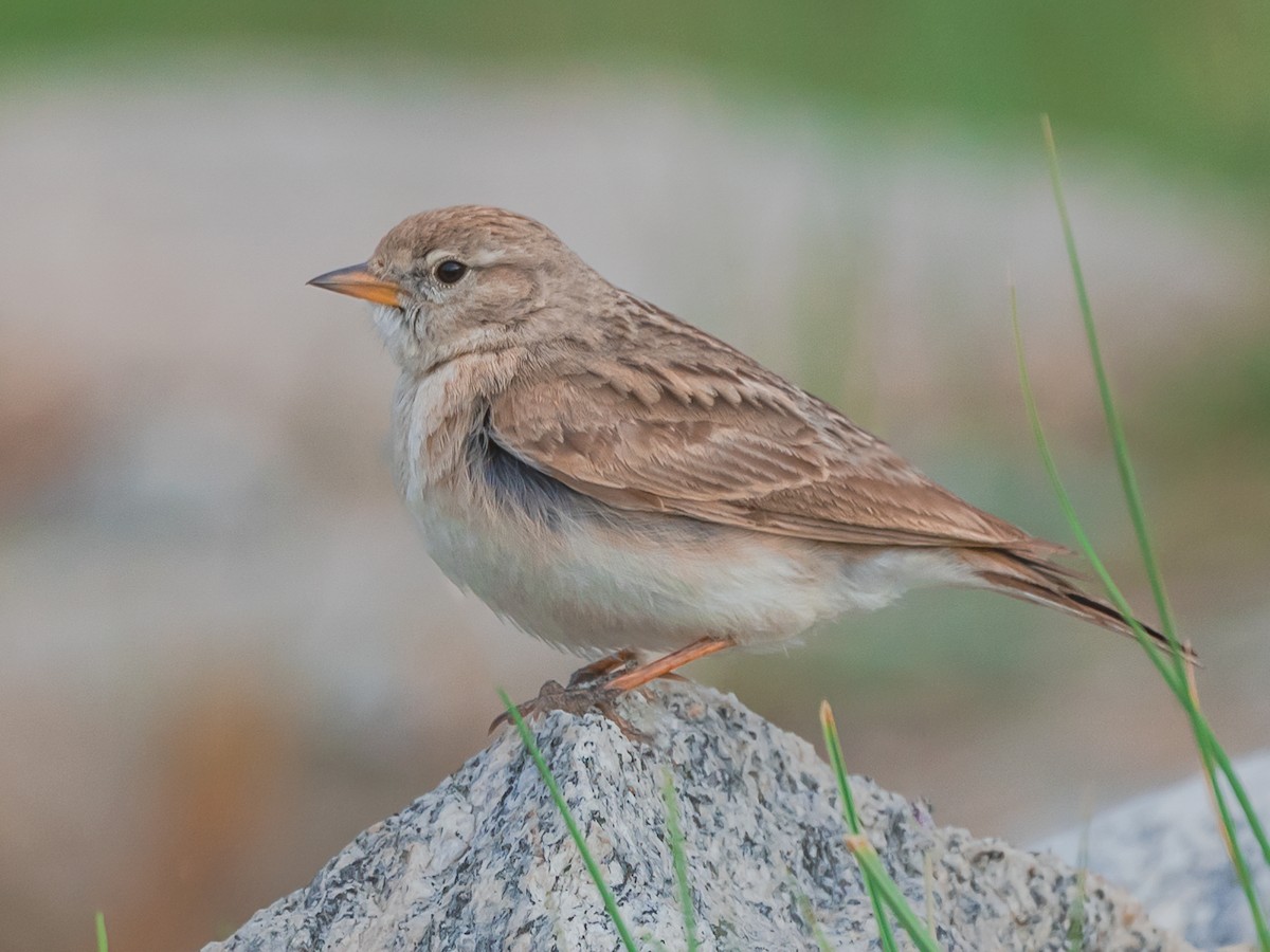 Hume's Lark - Calandrella acutirostris - Birds of the World