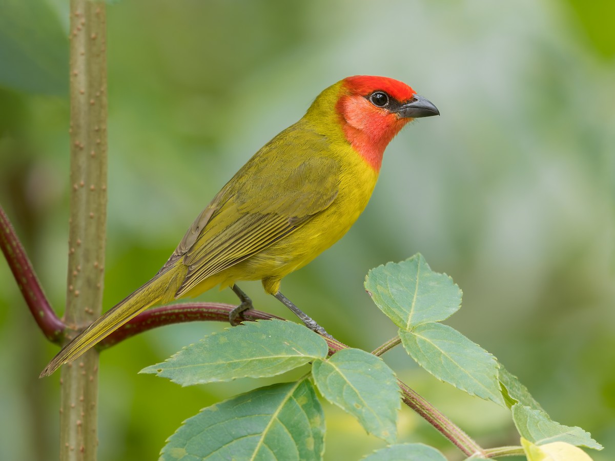 Red-headed Tanager - Piranga erythrocephala - Birds of the World
