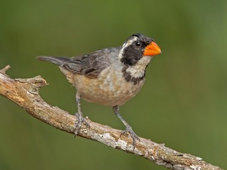Golden-billed Saltator - Saltator aurantiirostris - Birds of the World