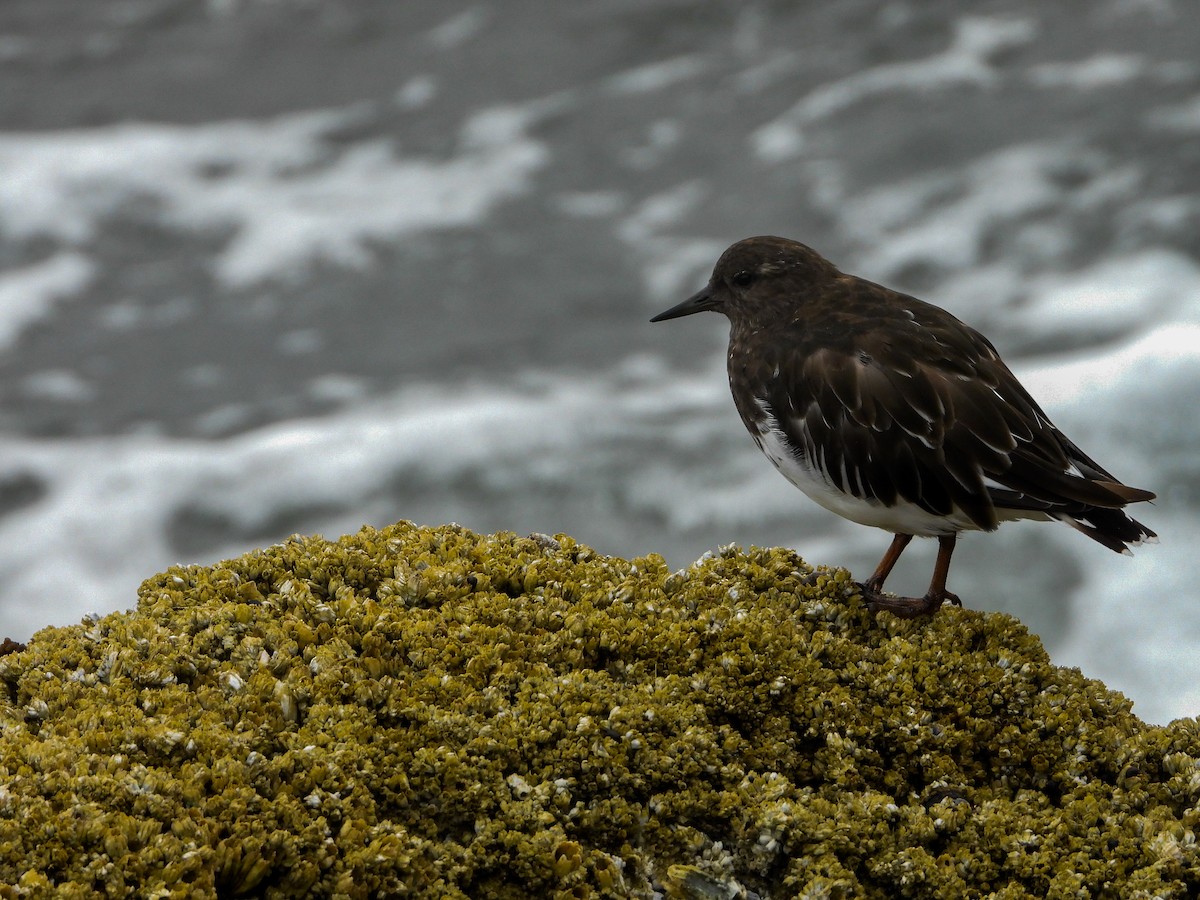 Ebird Checklist 1 Sep 2022 Humboldt Bay North Spit Jetty 27 Species 1 Other Taxa