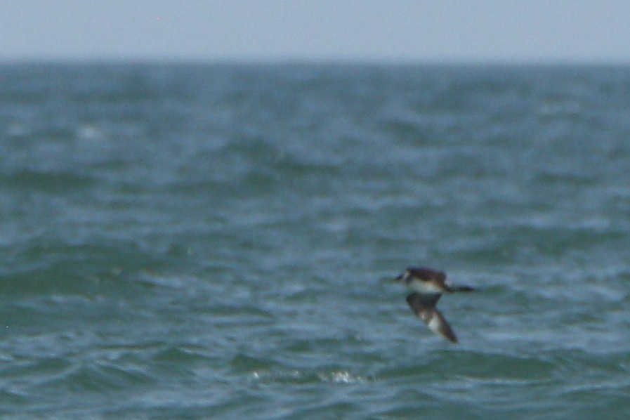 eBird Checklist - 25 Aug 2022 - Danube Delta Biosphere Reserve--Grindul ...