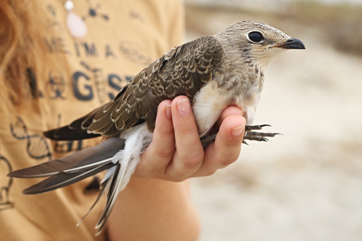 eBird Checklist - 27 Aug 2022 - Danube Delta Biosphere Reserve--Grindul ...