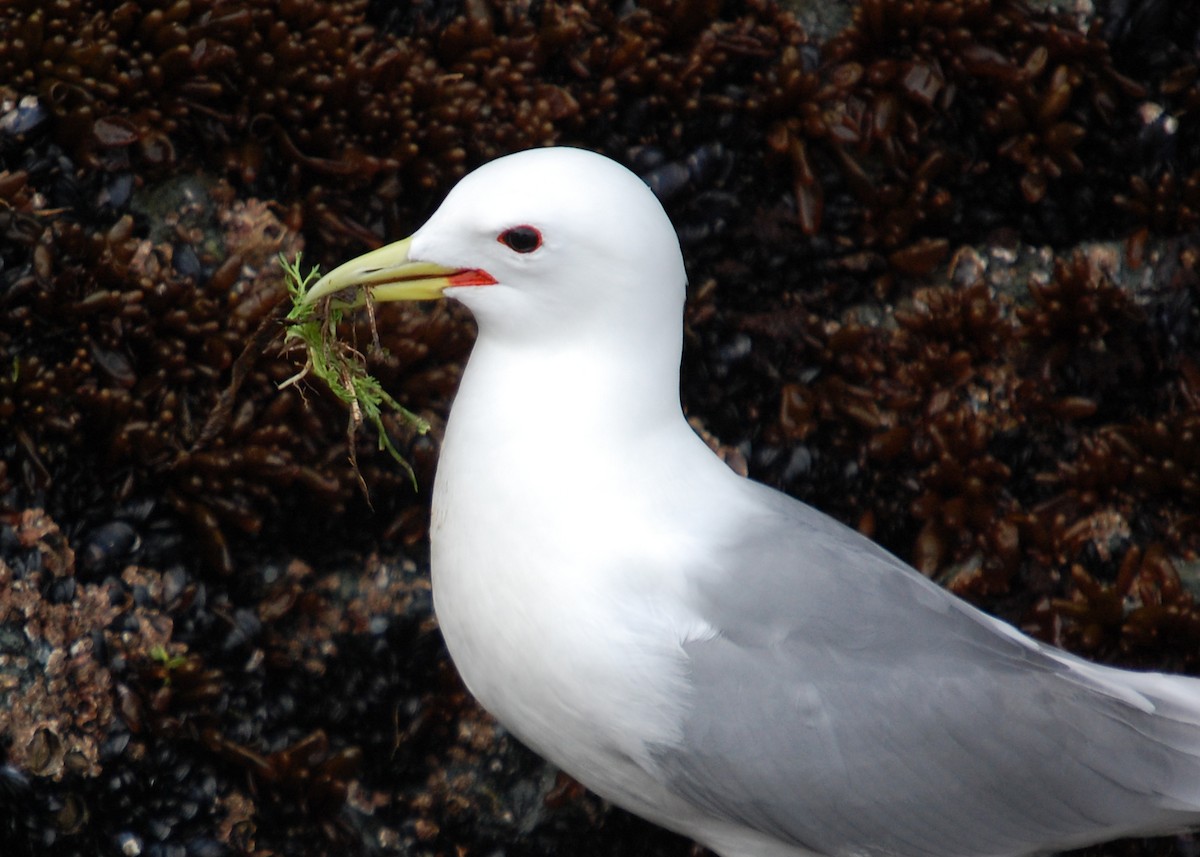 eBird Checklist - 4 Jun 2010 - Homer Spit - 18 species