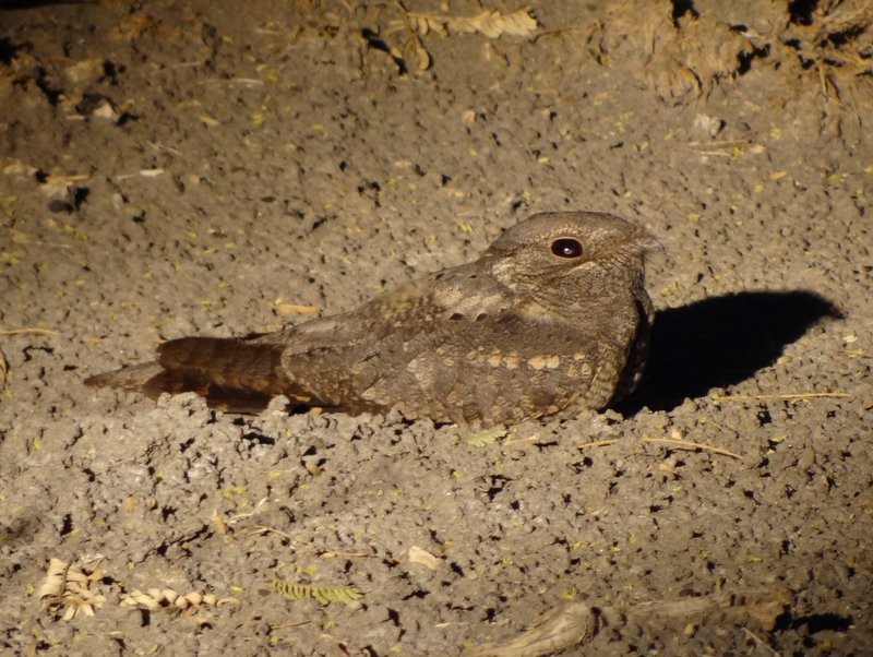 Plain Nightjar - Caprimulgus inornatus - Birds of the World