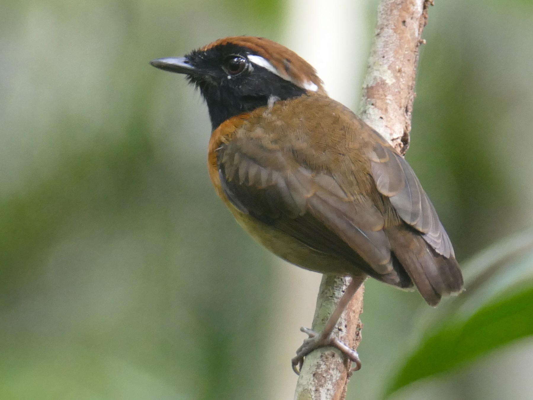 Chestnut-belted Gnateater - eBird