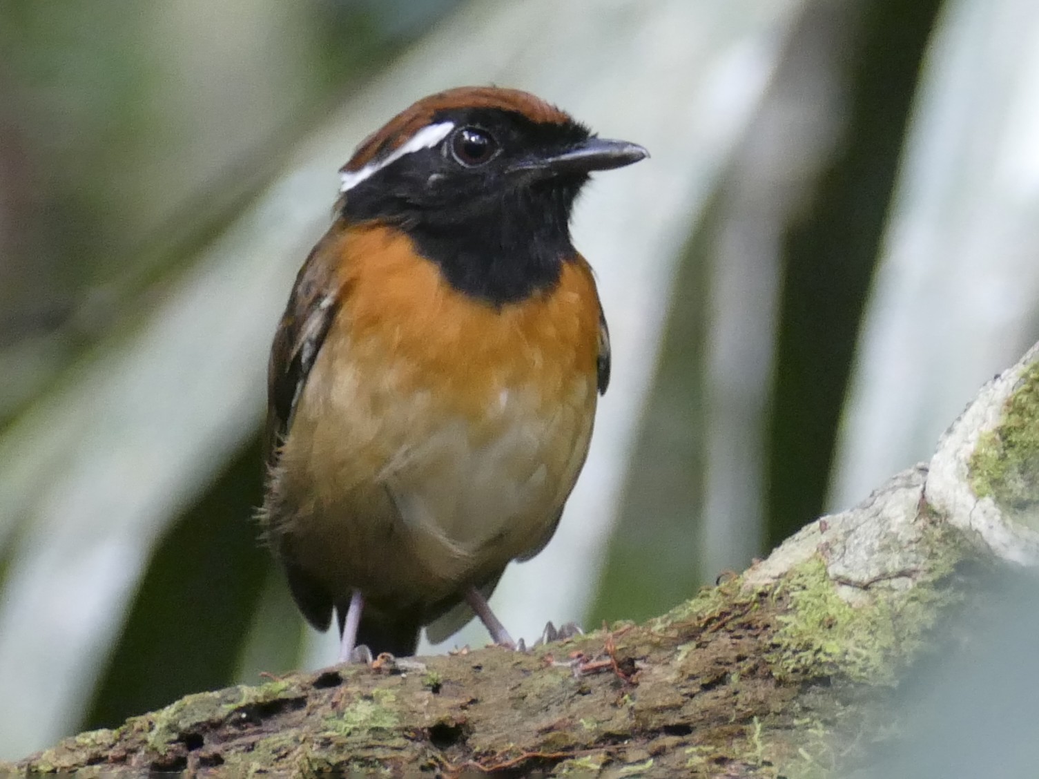 Chestnut-belted Gnateater - eBird