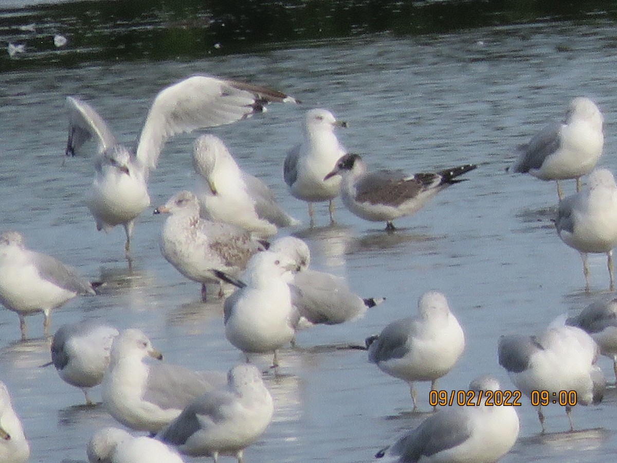 eBird Checklist - 2 Sep 2022 - Huron Harbor--Impoundment - 37 species ...