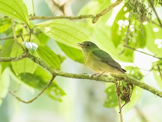 Green Manakin - eBird