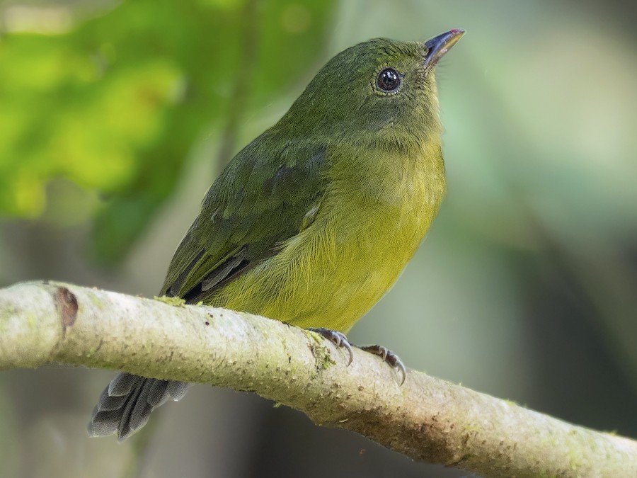 Saltarín Verde - eBird