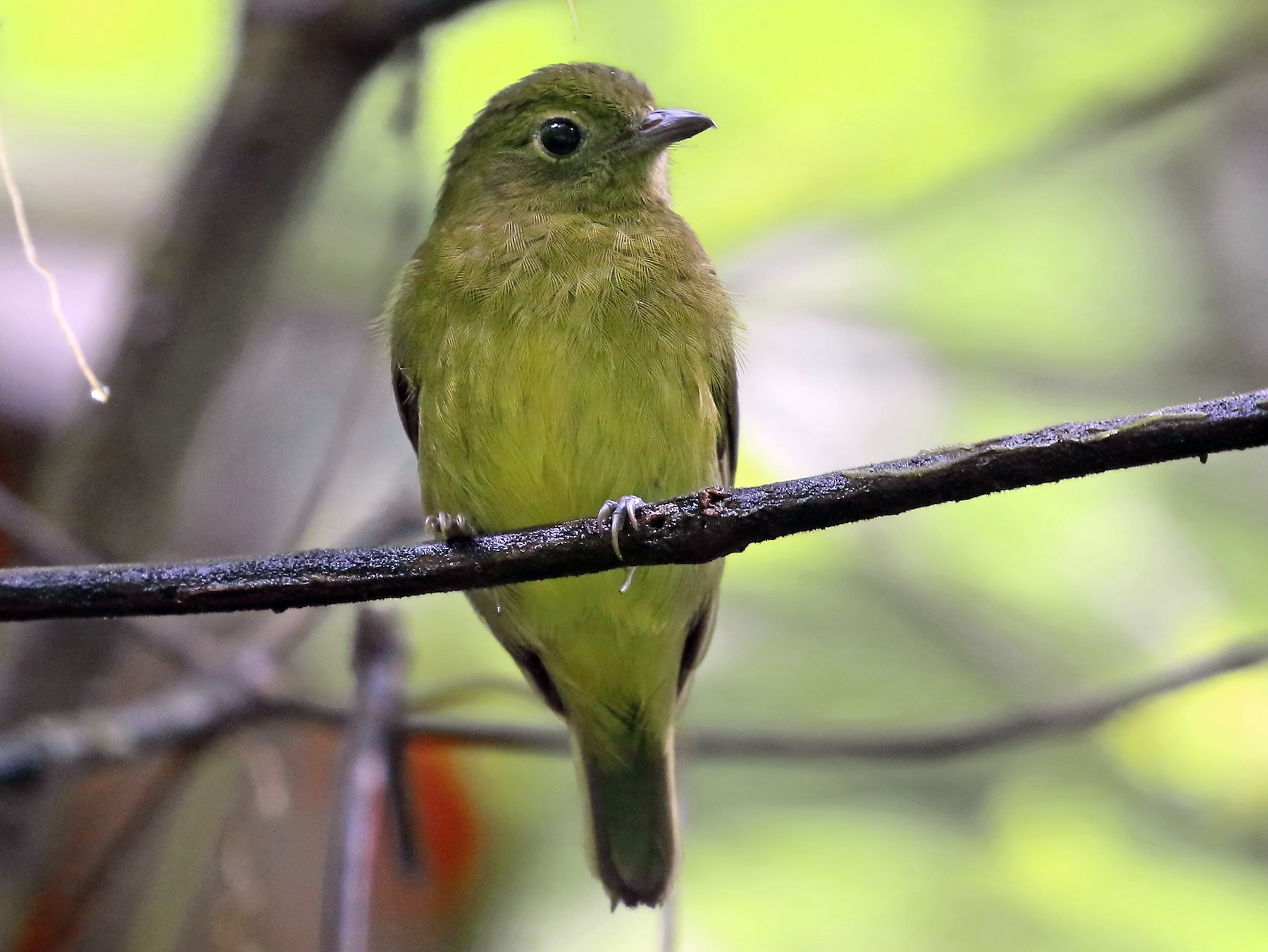 Green Manakin (Choco) - eBird