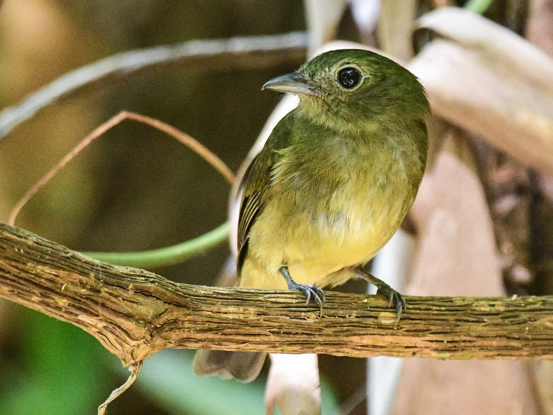 Choco Manakin - eBird