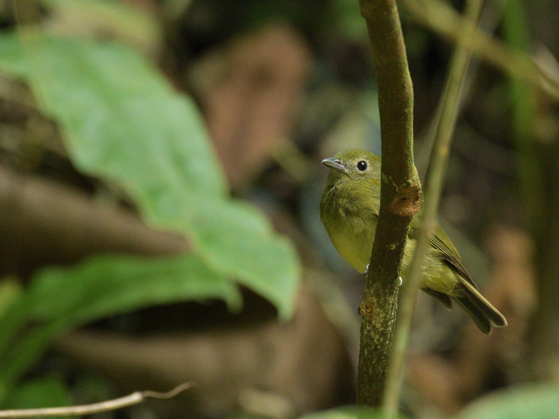 Choco Manakin - eBird