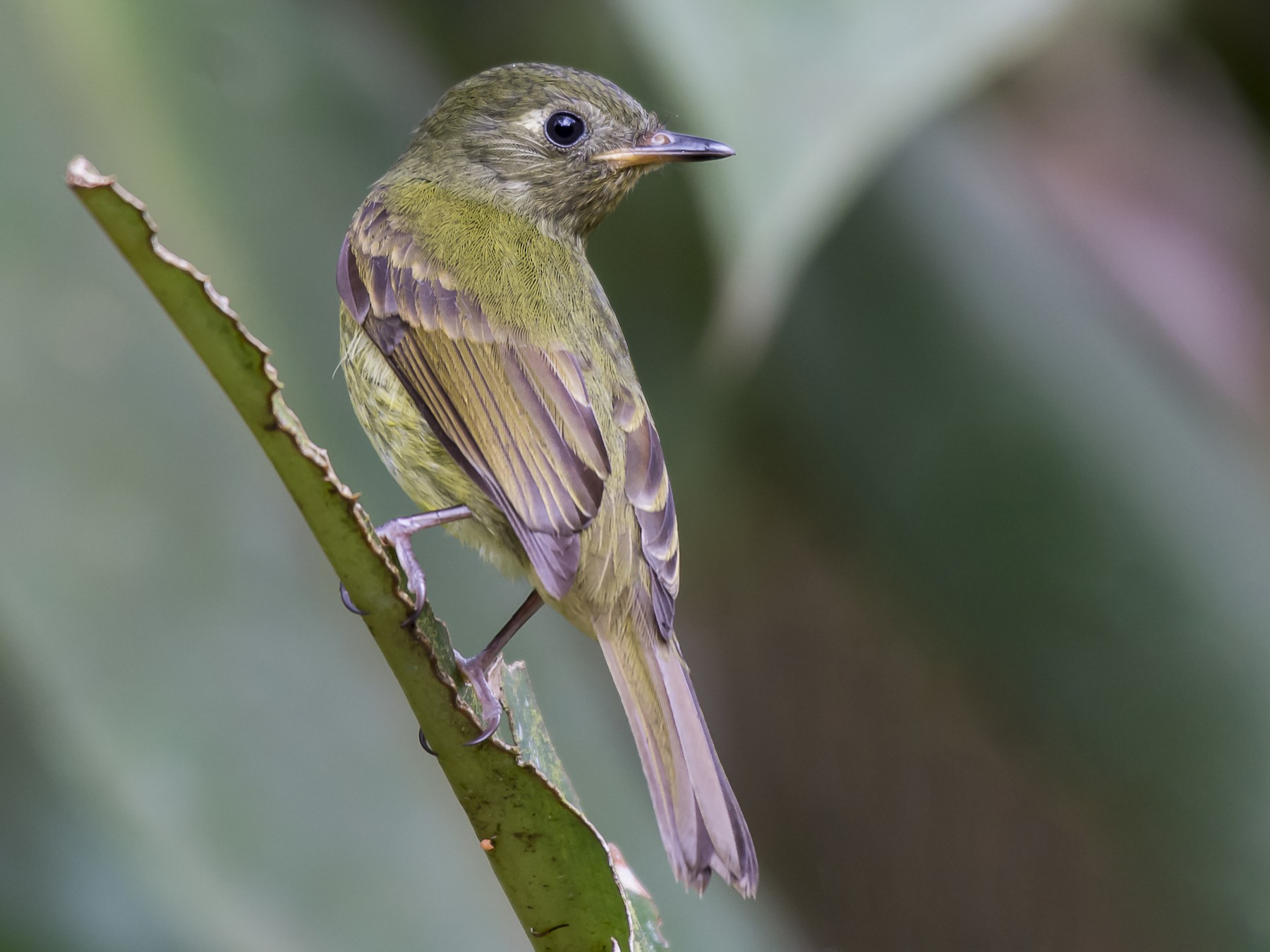 Olive-streaked Flycatcher - eBird