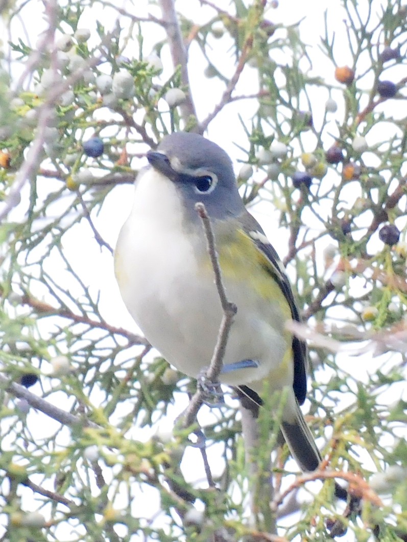 eBird Checklist - 27 Sep 2012 - Last Chance--Rest Area - 39 species (+8 ...