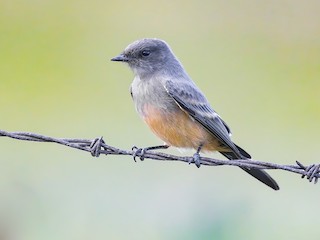 Say's Phoebe - Sayornis saya - Birds of the World