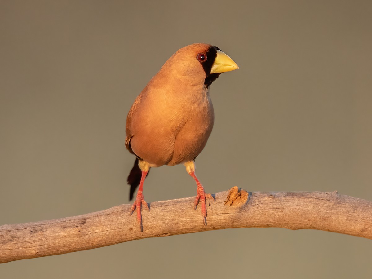 Masked Finch - Poephila personata - Birds of the World