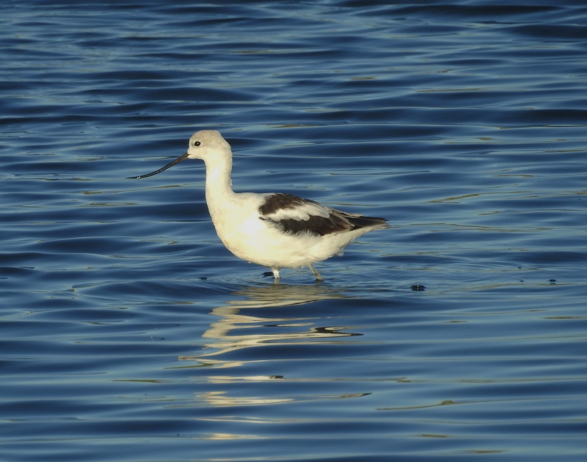 eBird Checklist - 2 Sep 2022 - Parker River NWR - 52 species