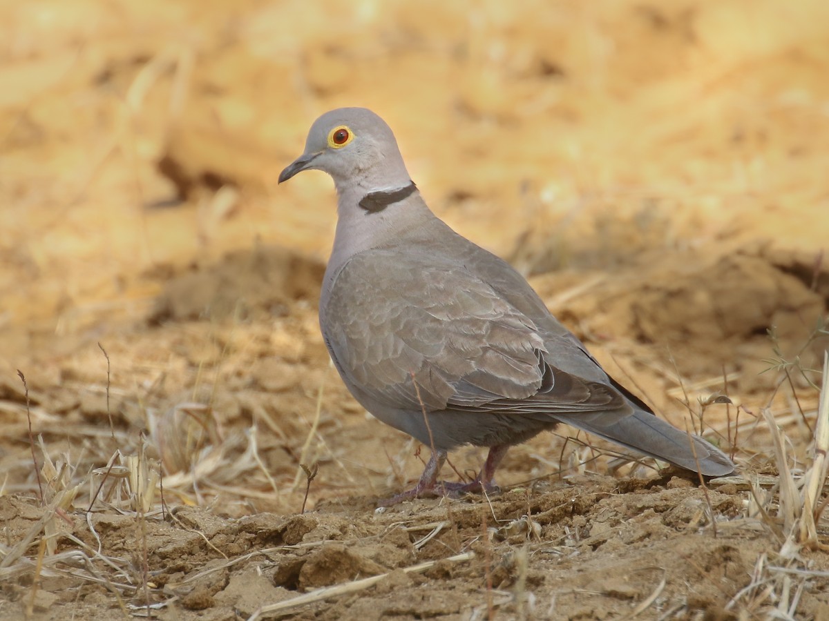 Burmese Collared-Dove - Streptopelia xanthocycla - Birds of the World