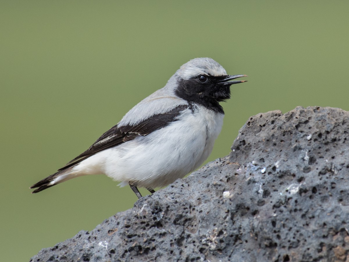Atlas Wheatear - Oenanthe seebohmi - Birds of the World