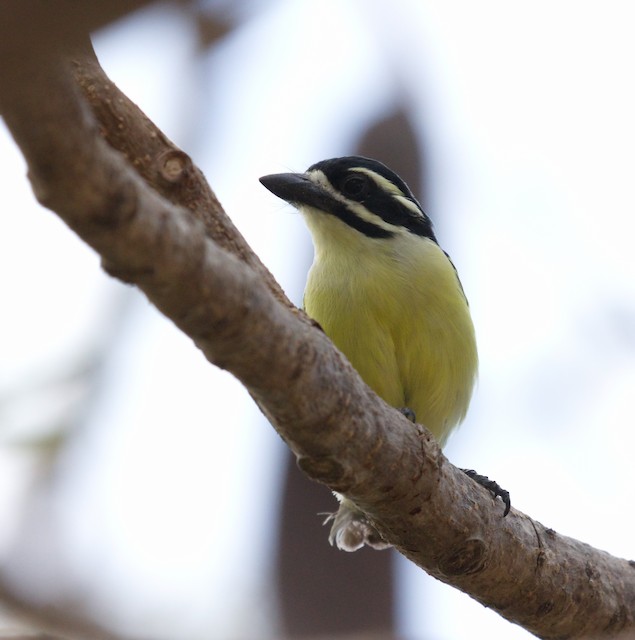 Photos - Green Tinkerbird - Pogoniulus simplex - Birds of the World