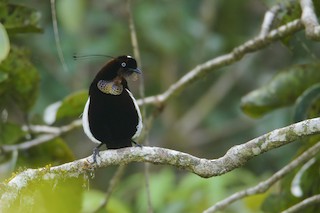 Bronze Parotia - Parotia berlepschi - Birds of the World
