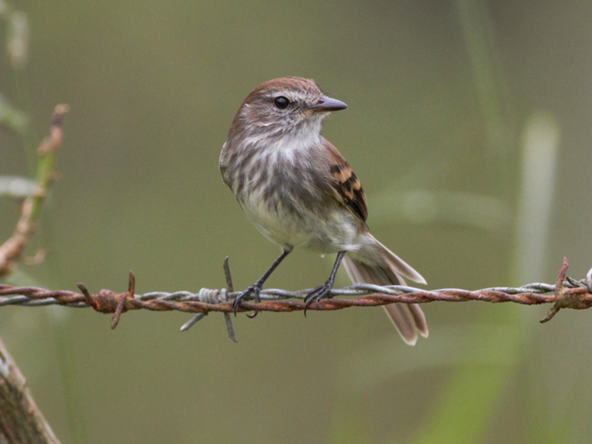 Mouse-gray Flycatcher - Myiophobus crypterythrus - Birds of the World