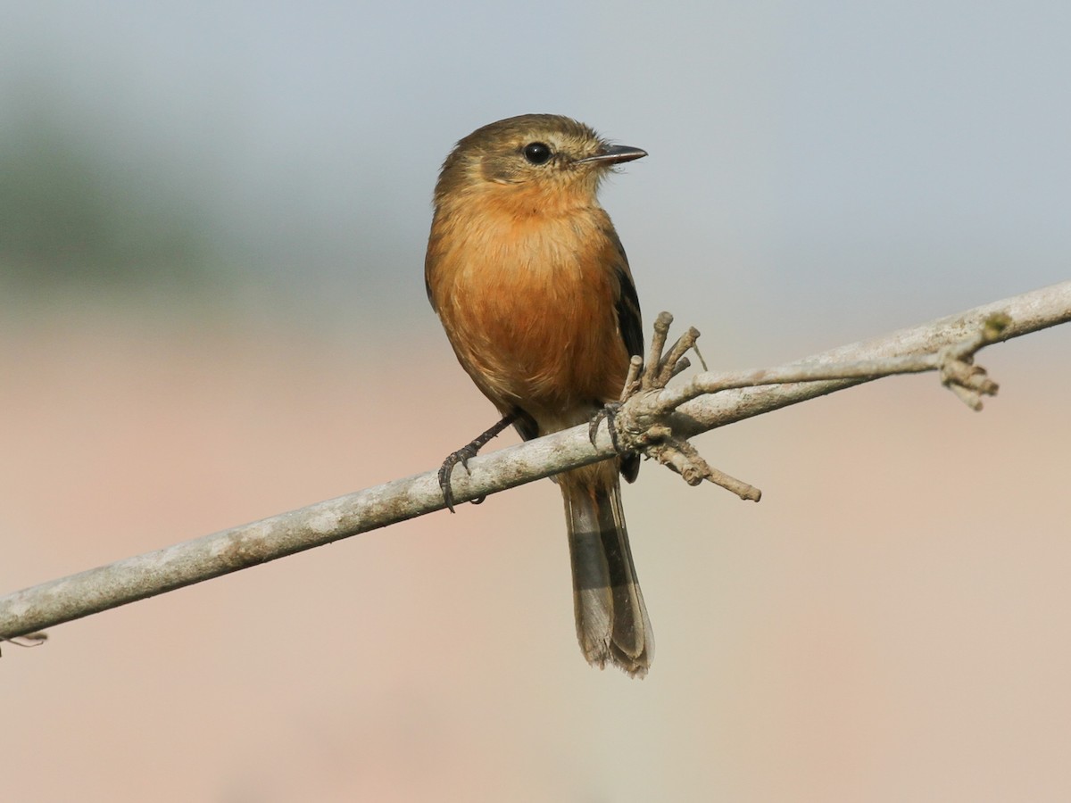 Rufescent Flycatcher - Myiophobus rufescens - Birds of the World