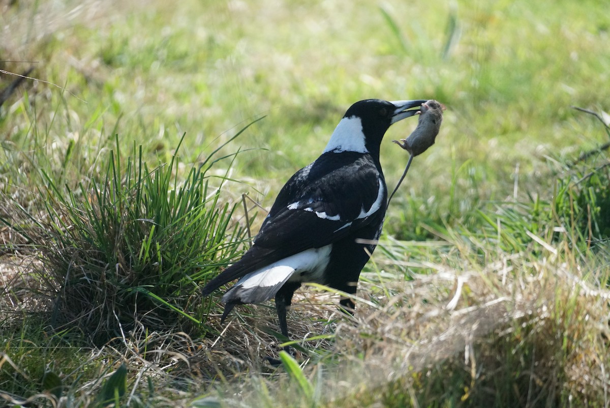 eBird Australia Checklist - 3 Sep 2022 - Cooleman Ridge Nature Reserve ...