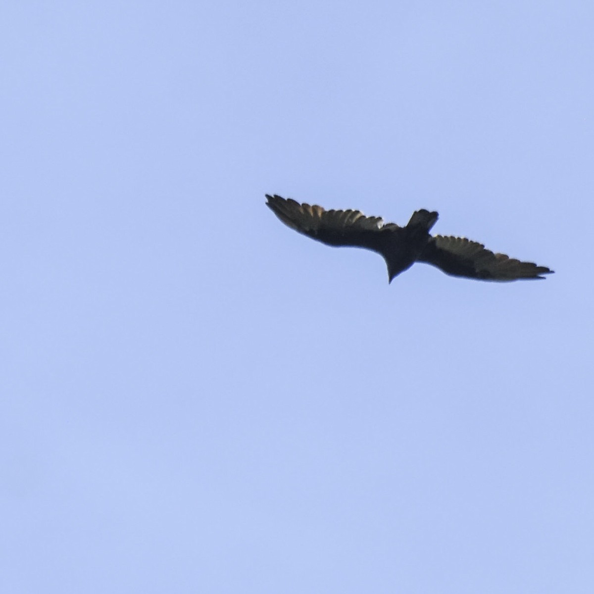 eBird Checklist - 2 Sep 2022 - Allegheny NF--Buzzard Swamp (Forest Co ...
