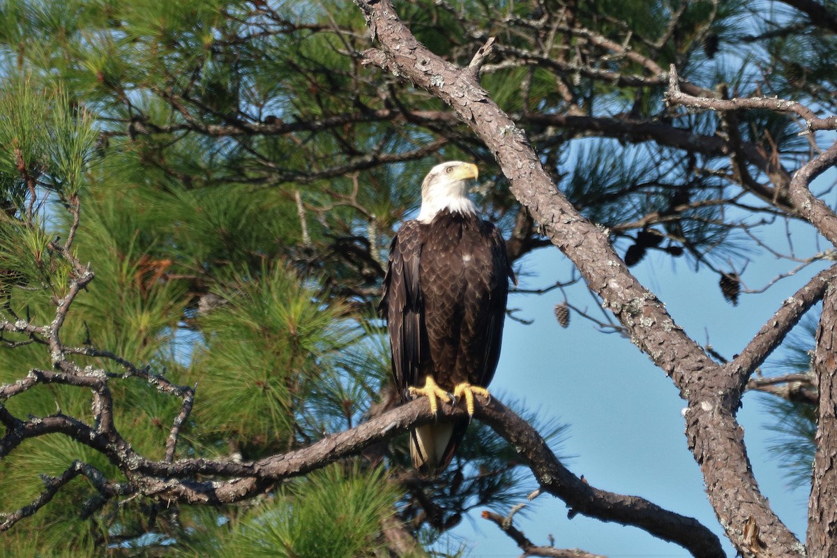 eBird Checklist - 3 Sep 2022 - **Back Bay NWR - 45 species (+1 other taxa)