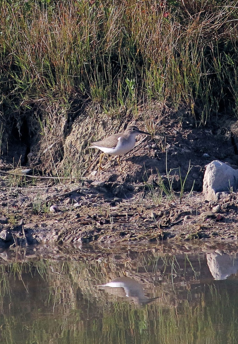 eBird Checklist - 3 Sep 2022 - Sarnia--Dow Wetlands - 44 species (+2 ...