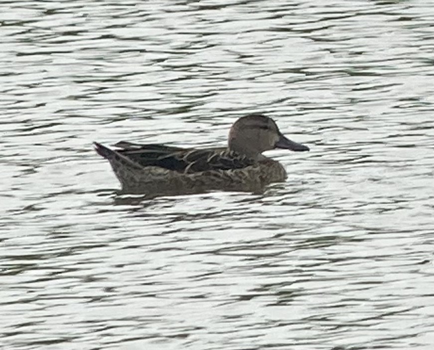 eBird Checklist - 3 Sep 2022 - Alburtis Rd. Retention Ponds - 11 species