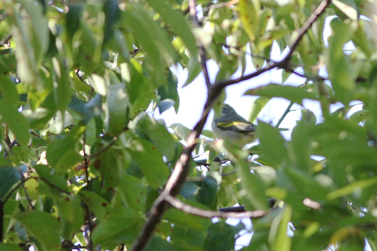eBird Checklist - 2 Sep 2022 - Sandy Hook - 89 species (+13 other taxa)