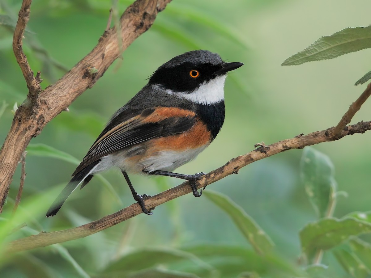 Cape Batis - Batis capensis - Birds of the World