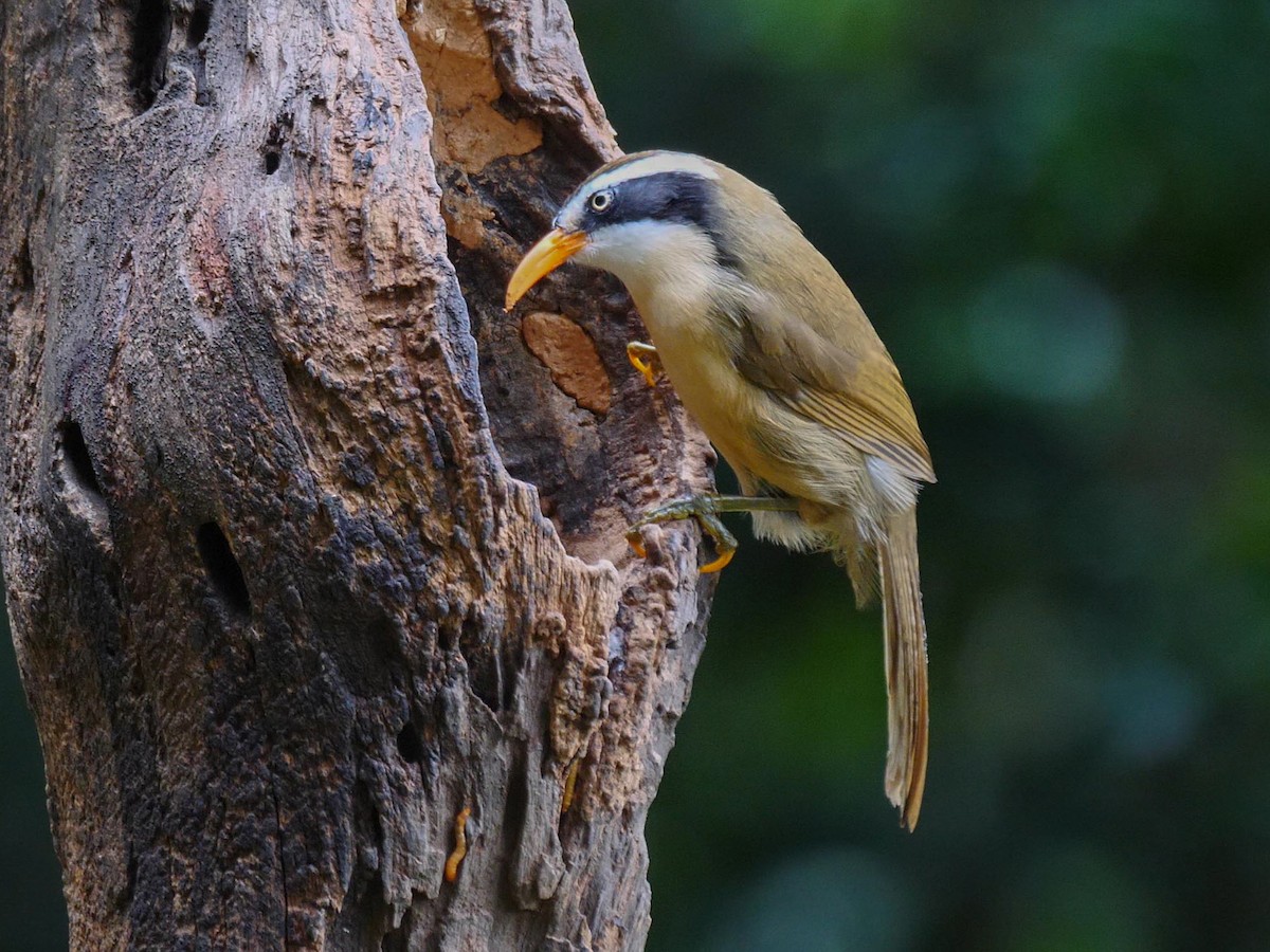 Brown-crowned Scimitar-Babbler - Pomatorhinus phayrei - Birds of the World