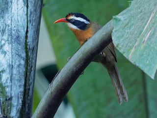 Black-crowned Scimitar-Babbler - Pomatorhinus ferruginosus - Birds of ...