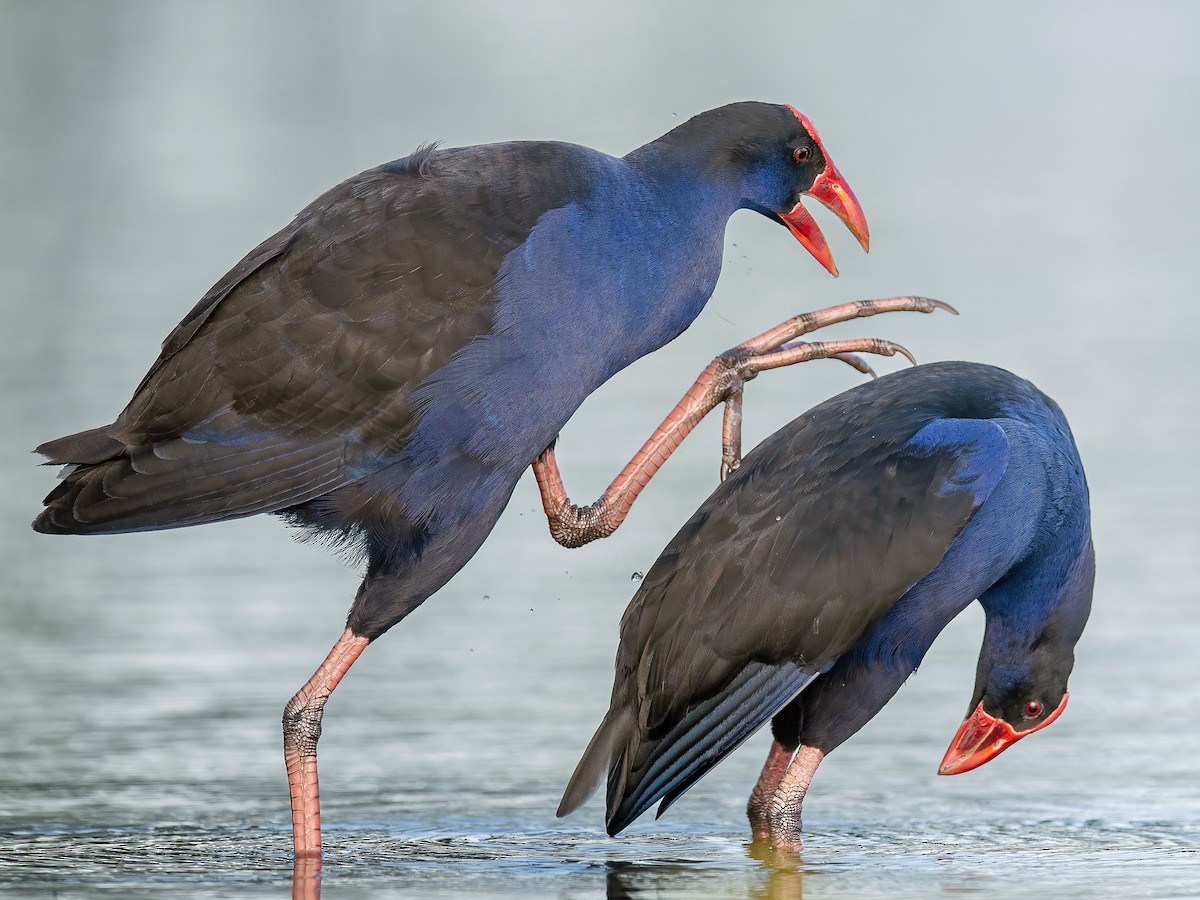Australasian Swamphen - Porphyrio melanotus - Birds of the World