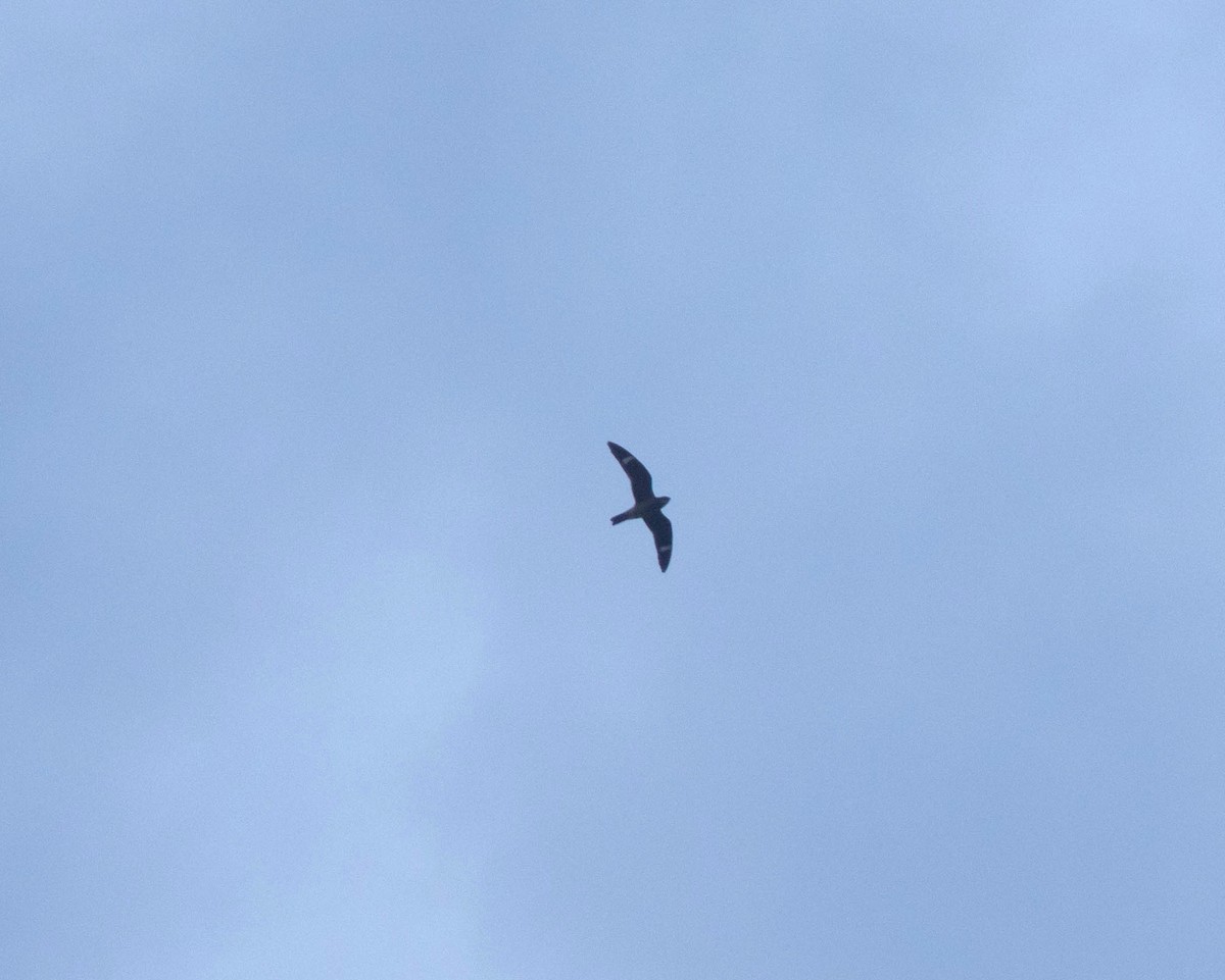 eBird Checklist - 3 Sep 2022 - My Yard - 1 species