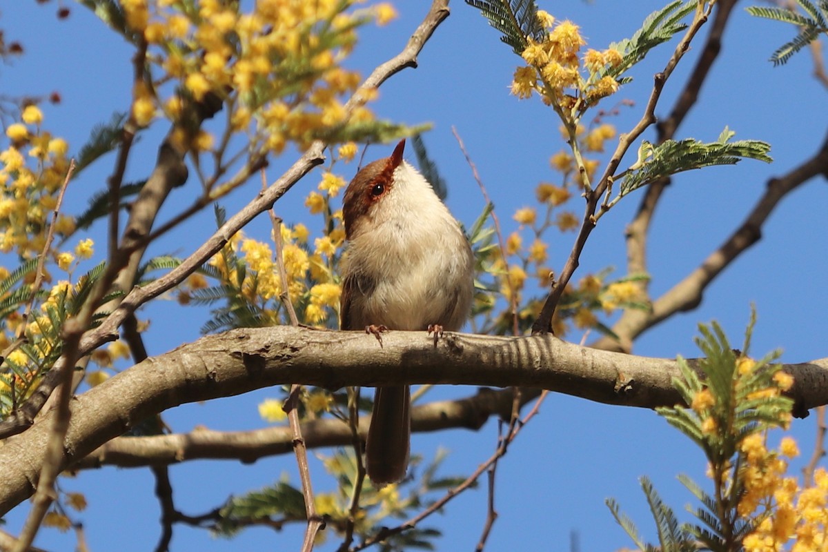 eBird Australia Checklist - 31 Aug 2022 - Mulgrave Reserve Wetlands ...